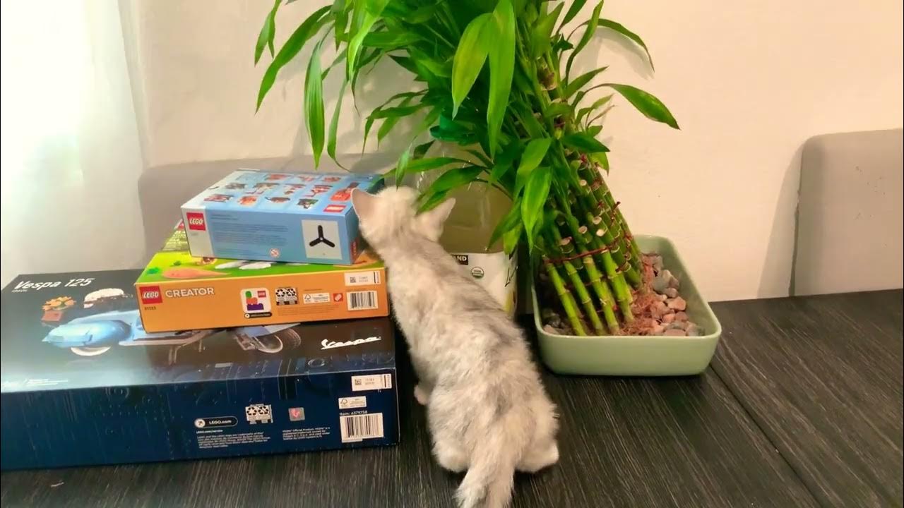 My New Cat 2 YouTube my-new-cat-2-youtube
