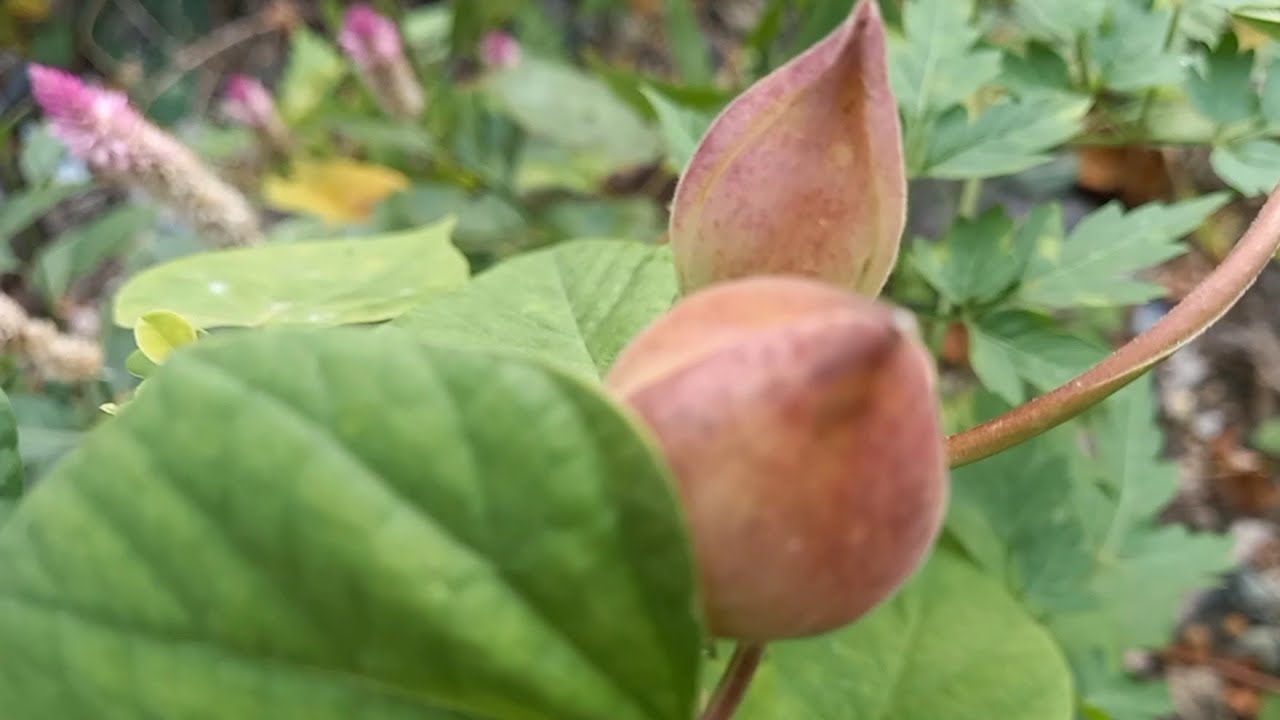 Trivrit plant 💚 nature and nature sounds - YouTube