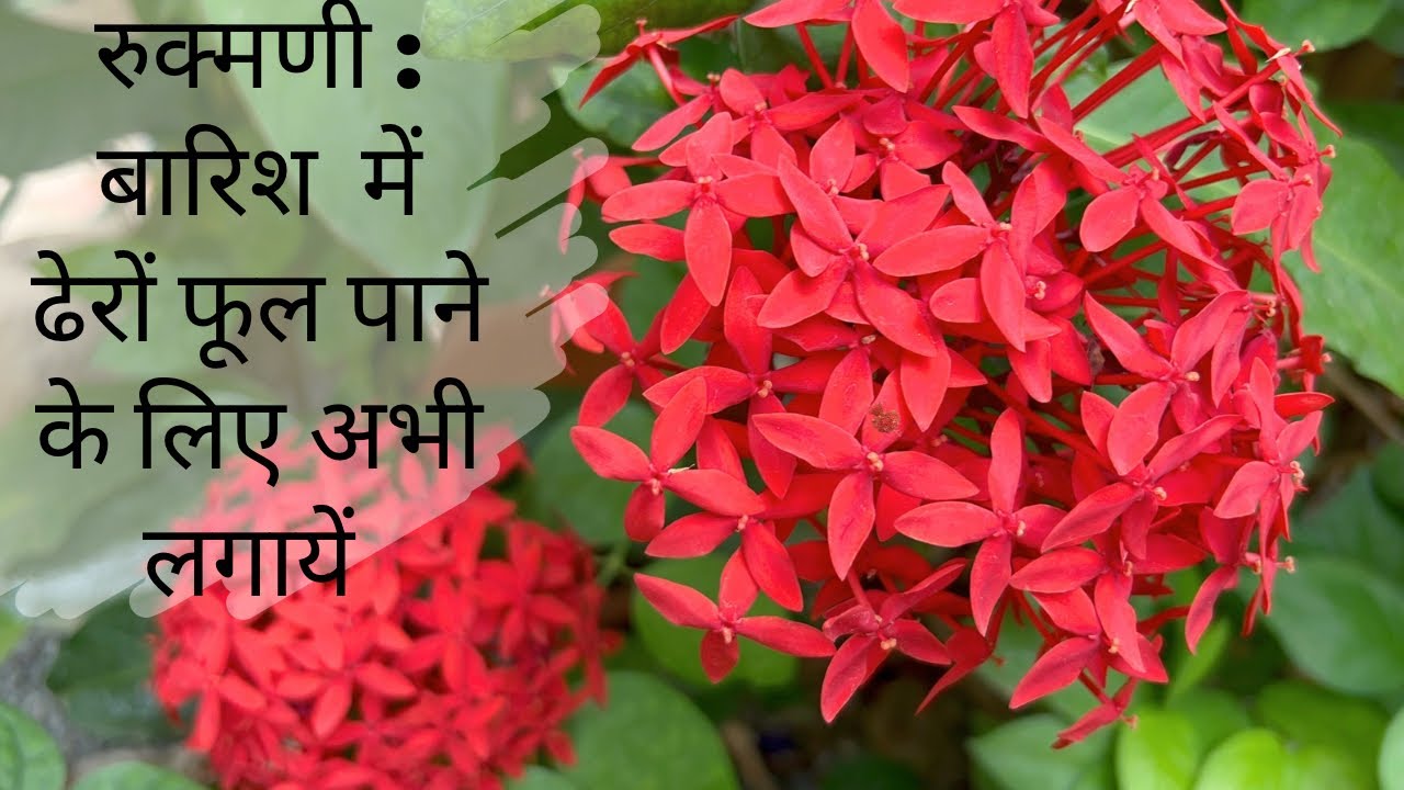 IXORA/Rukmani flower :अगर बारिश में चाहिए ढेर सारे फ़ूल तो ज़रूर लगायें ...