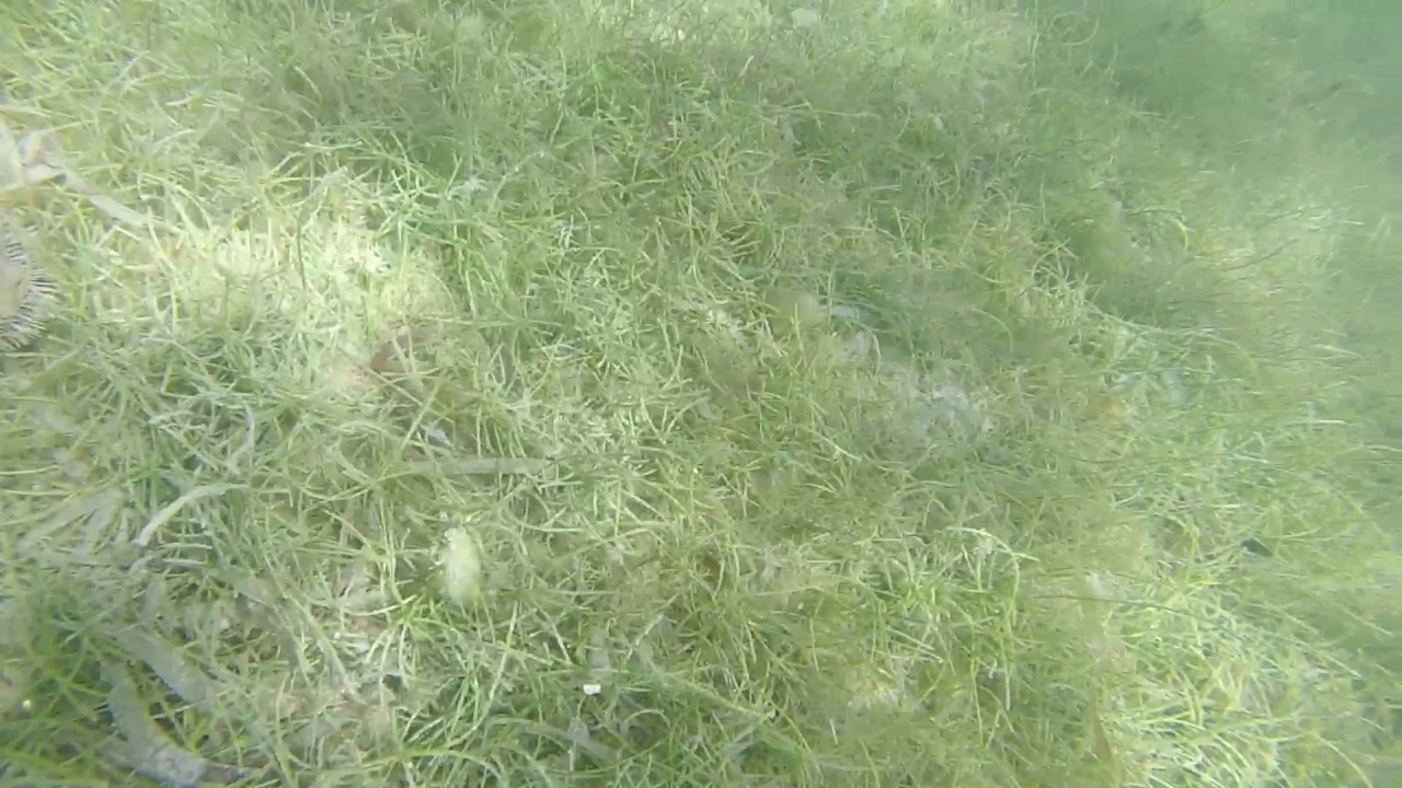 Petite plongée au club med - YouTube