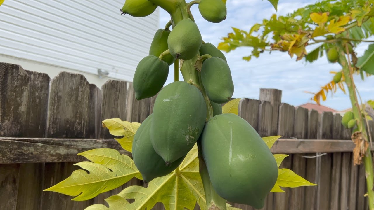 Red Lady papayas are a dwarf, self-pollinating variety of papaya - YouTube