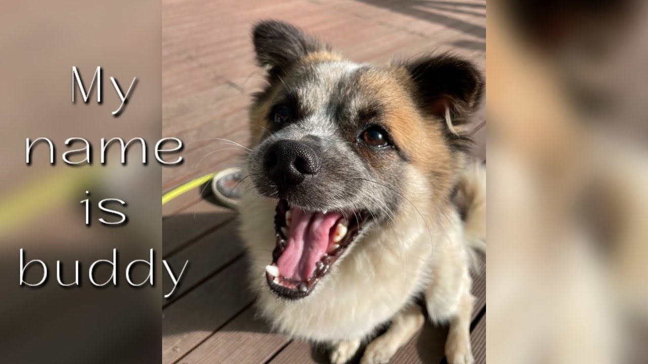 (buddy)my name is buddy - YouTube