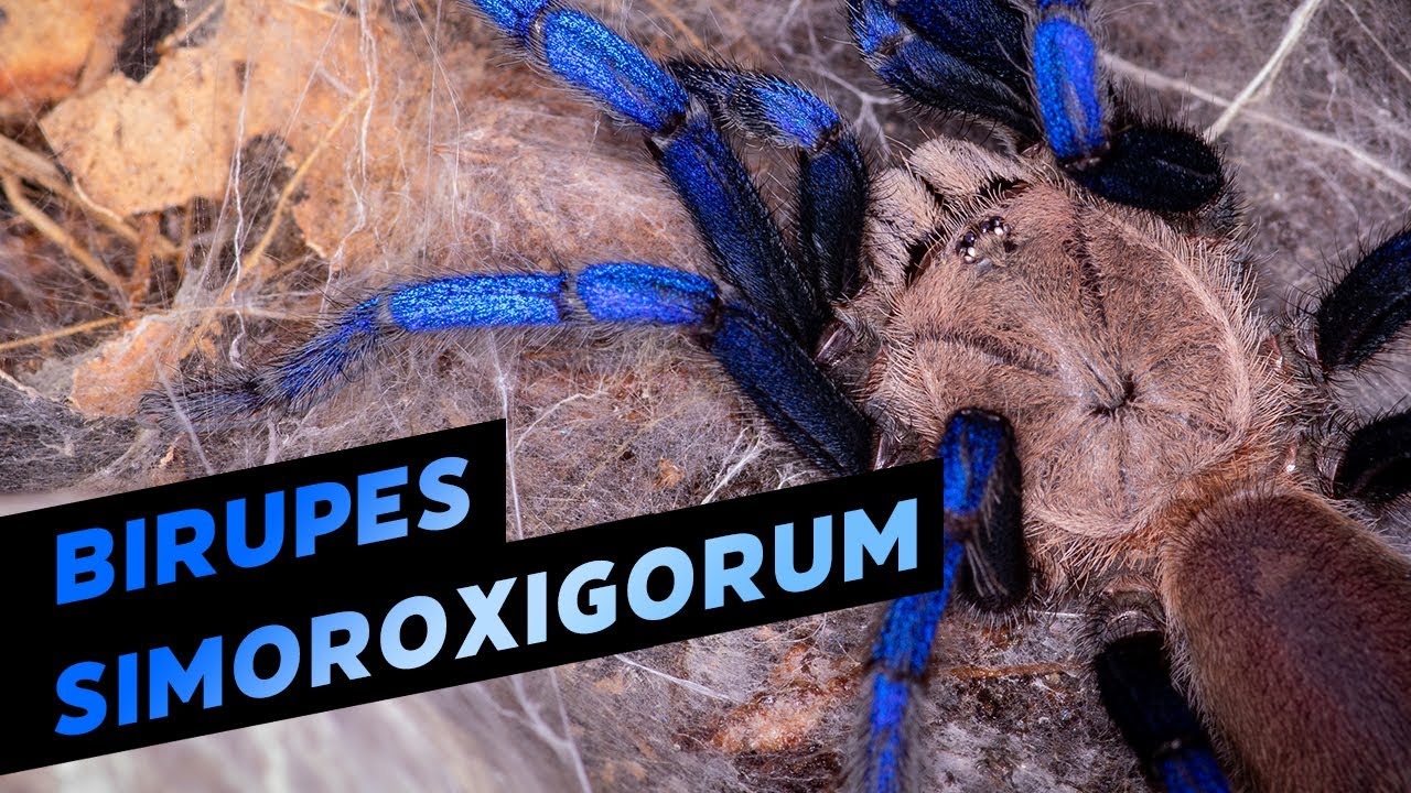 Fast Food #11 | Birupes simoroxigorum - YouTube