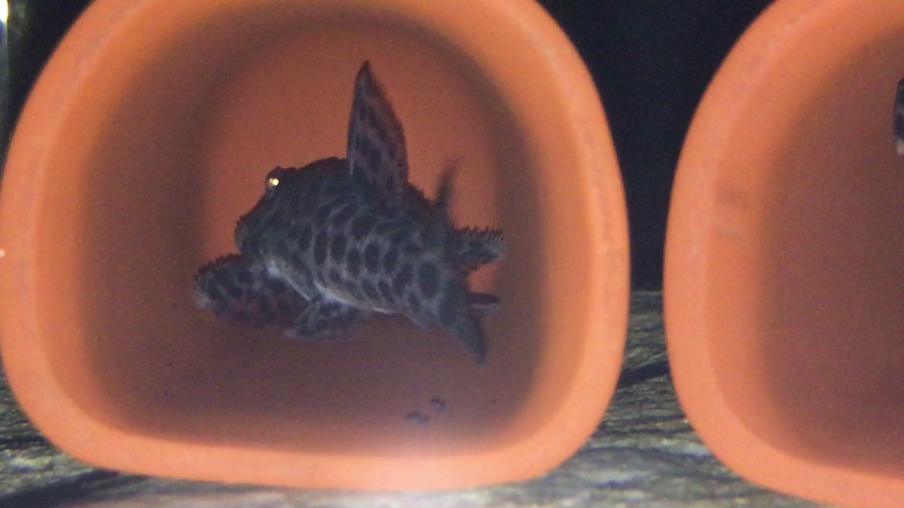 Spawning of L174. - YouTube