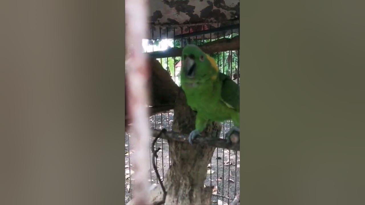Loro Saludando Besitos Parrottalking Parrotvideo Loro Lorohablando Parrot Youtube