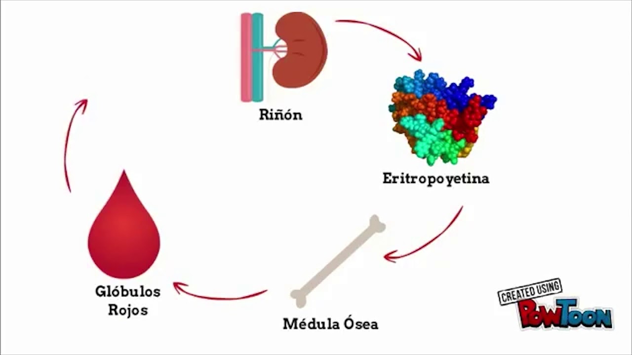 Función de los Riñones - YouTube