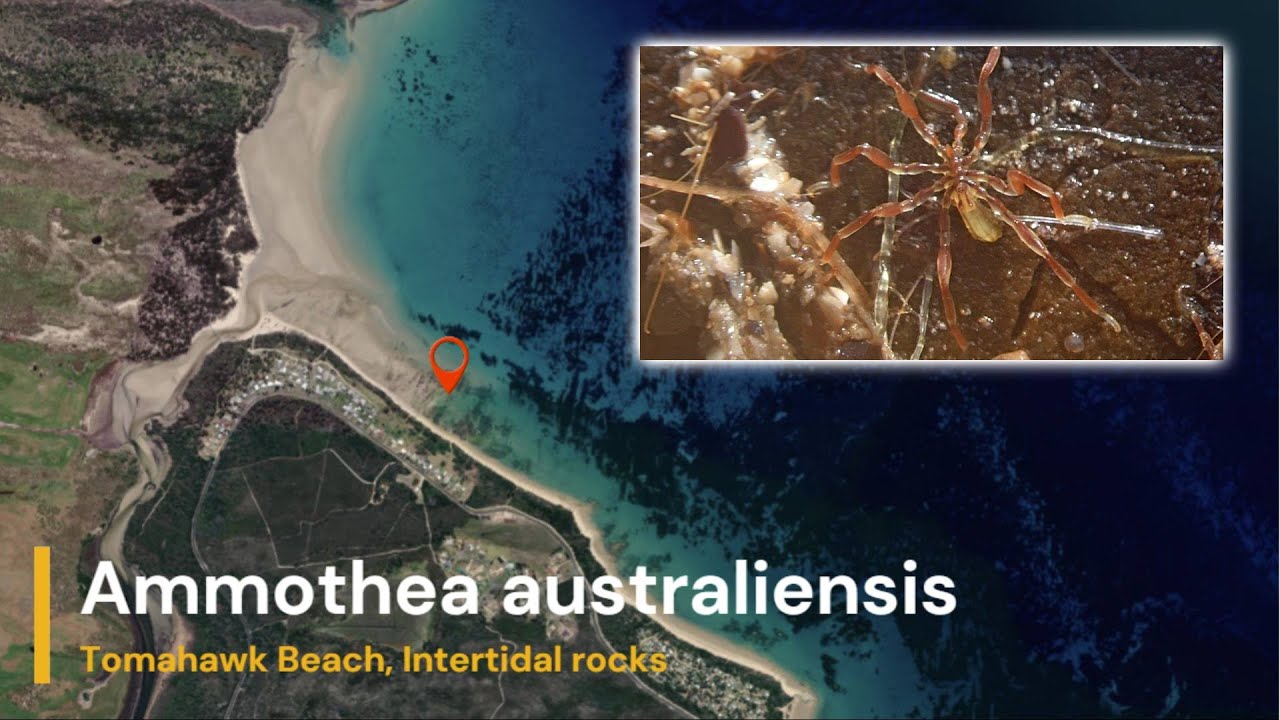 Ammothea australiensis Tomahawk Beach, Tasmania - YouTube