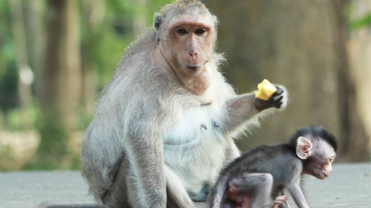 Jinx Young Mum and Jester walking along Road on Mar 6,2024/Vs.2700 ...