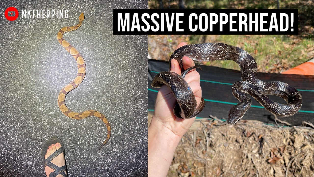 Giant Copperhead, Ratsnakes, and More! Fall Snake Hunting in North ...