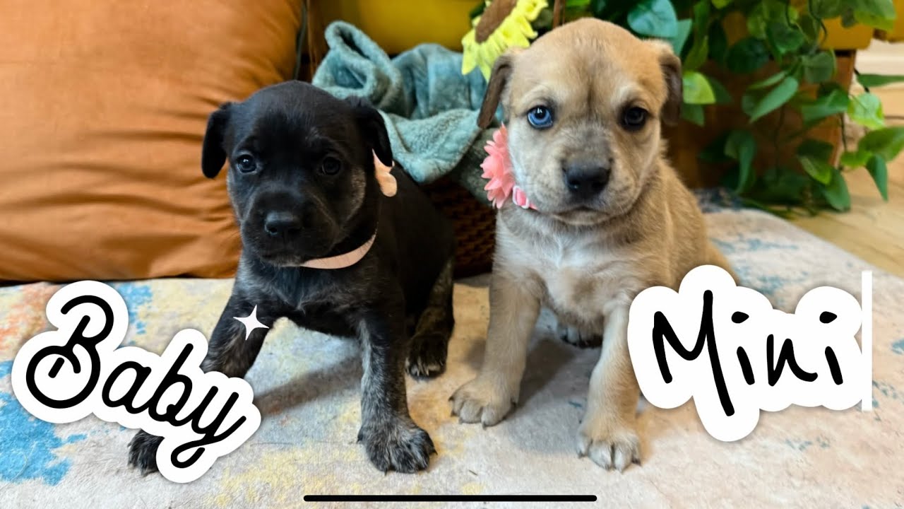 Meet Mini & Baby! - YouTube