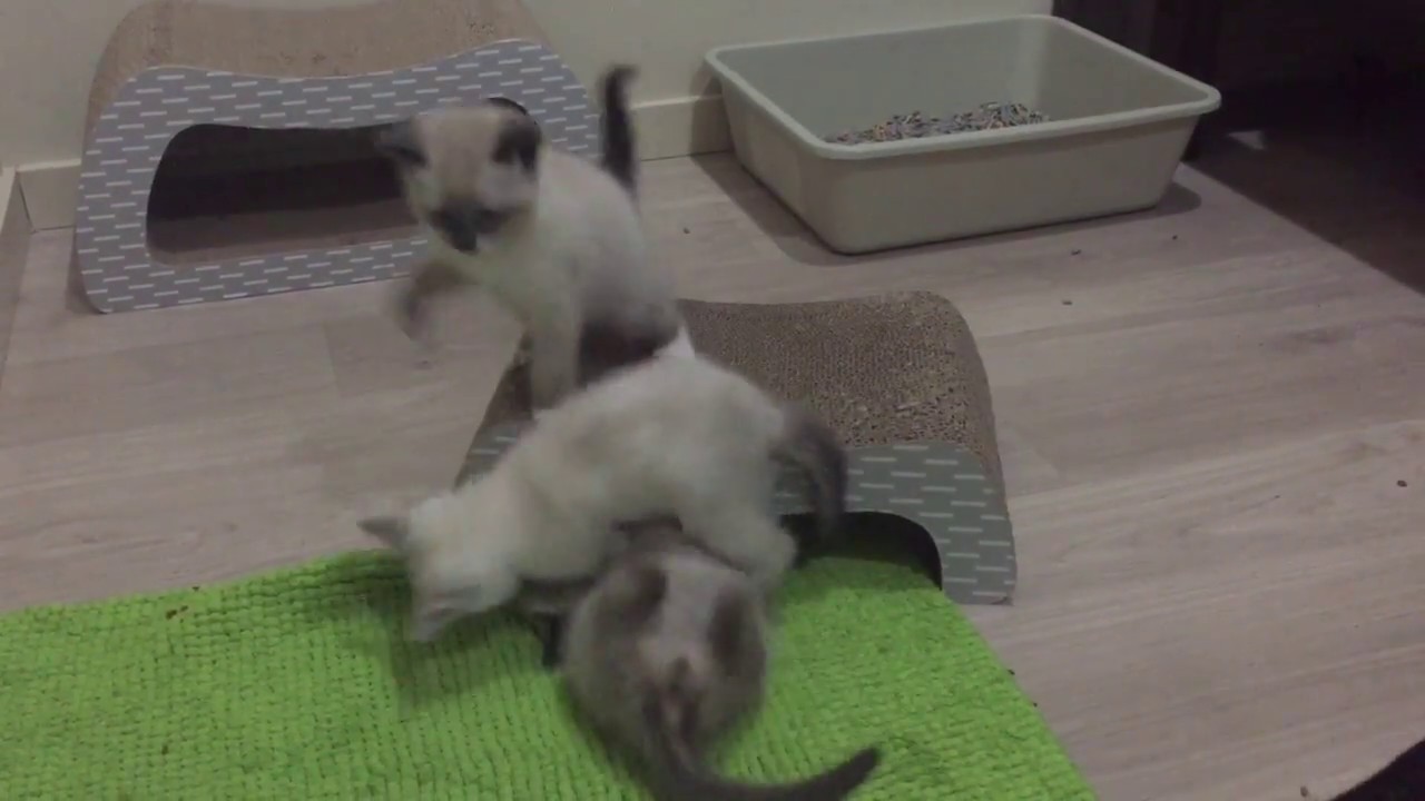 cheeky kittens - YouTube