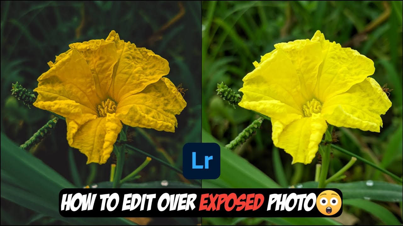How To Edit Flowers Overexposed Photo In Lightroom Mobile 😲|How To Edit ...