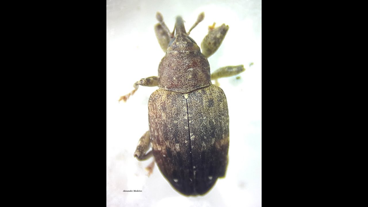 Curculionidae, Ceratopus dorytomoides Champion, 1902 emergindo em 5 de ...