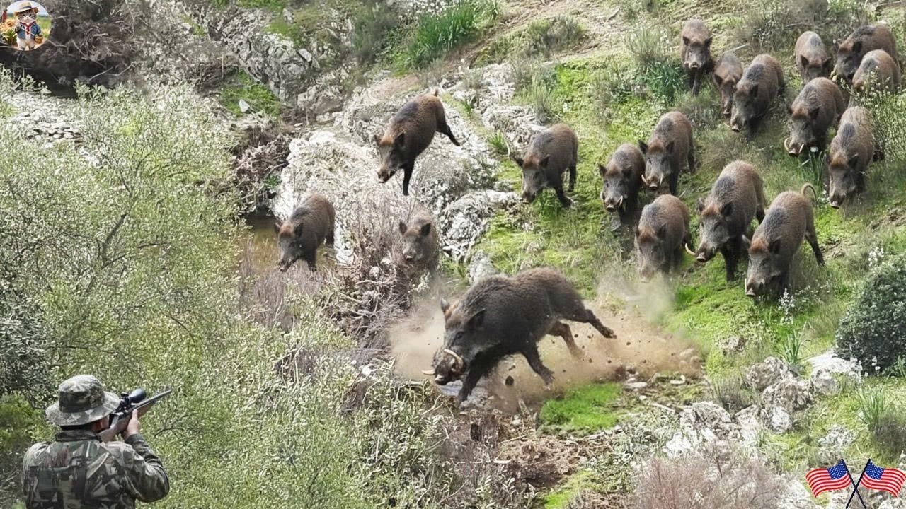 Whole Forest Is In Chaos! Ferocious Wild Boar Attacks And Unexpected ...
