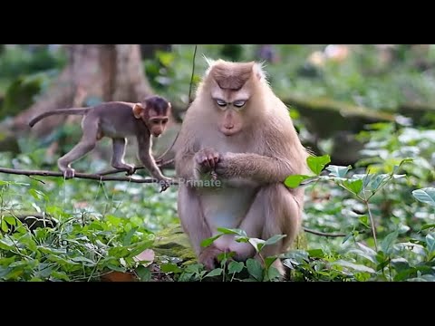 That's All Their Natural Lives Activities | Real Primate - YouTube
