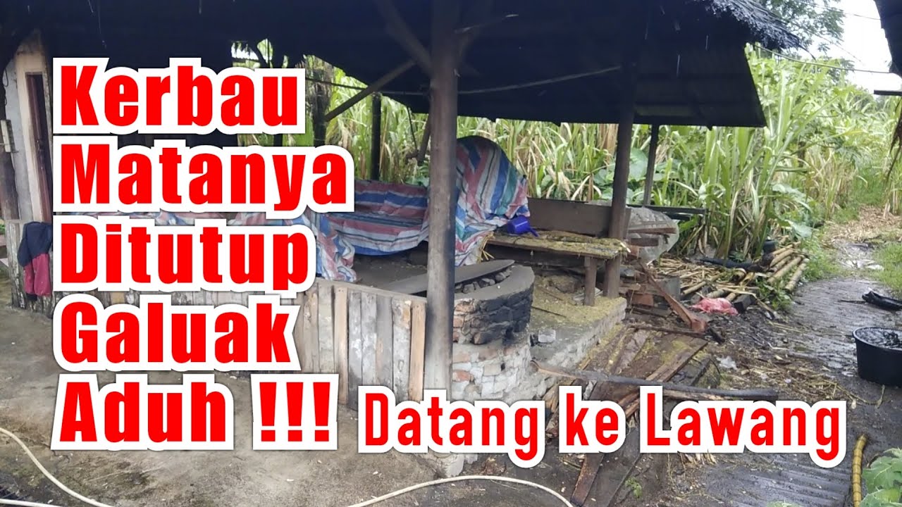 KERBAU MENGGILING TEBU LAWANG | Touring 200 Km Episode 4 - YouTube