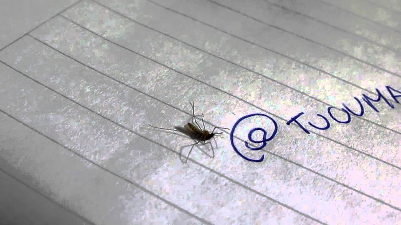 Amaestrando un zancudo #viral - YouTube