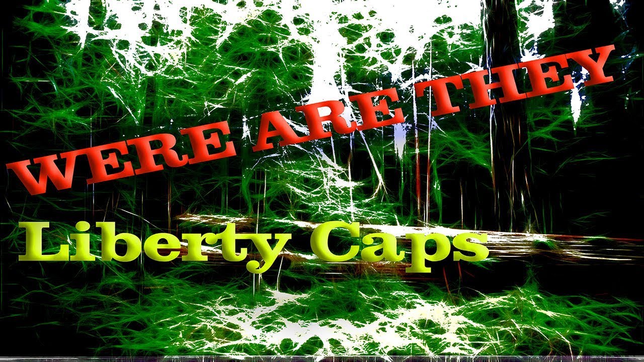 liberty cap mushrooms. Easy locations - YouTube