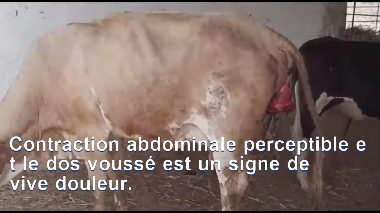 Prolapsus utérin chez la vache métisse : une urgence - YouTube