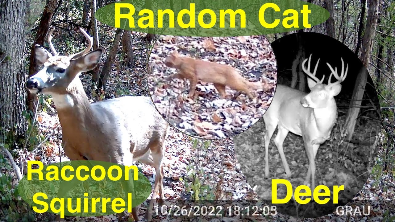 Agitato A323 Trail Cam: October 22-26, 2022 - YouTube