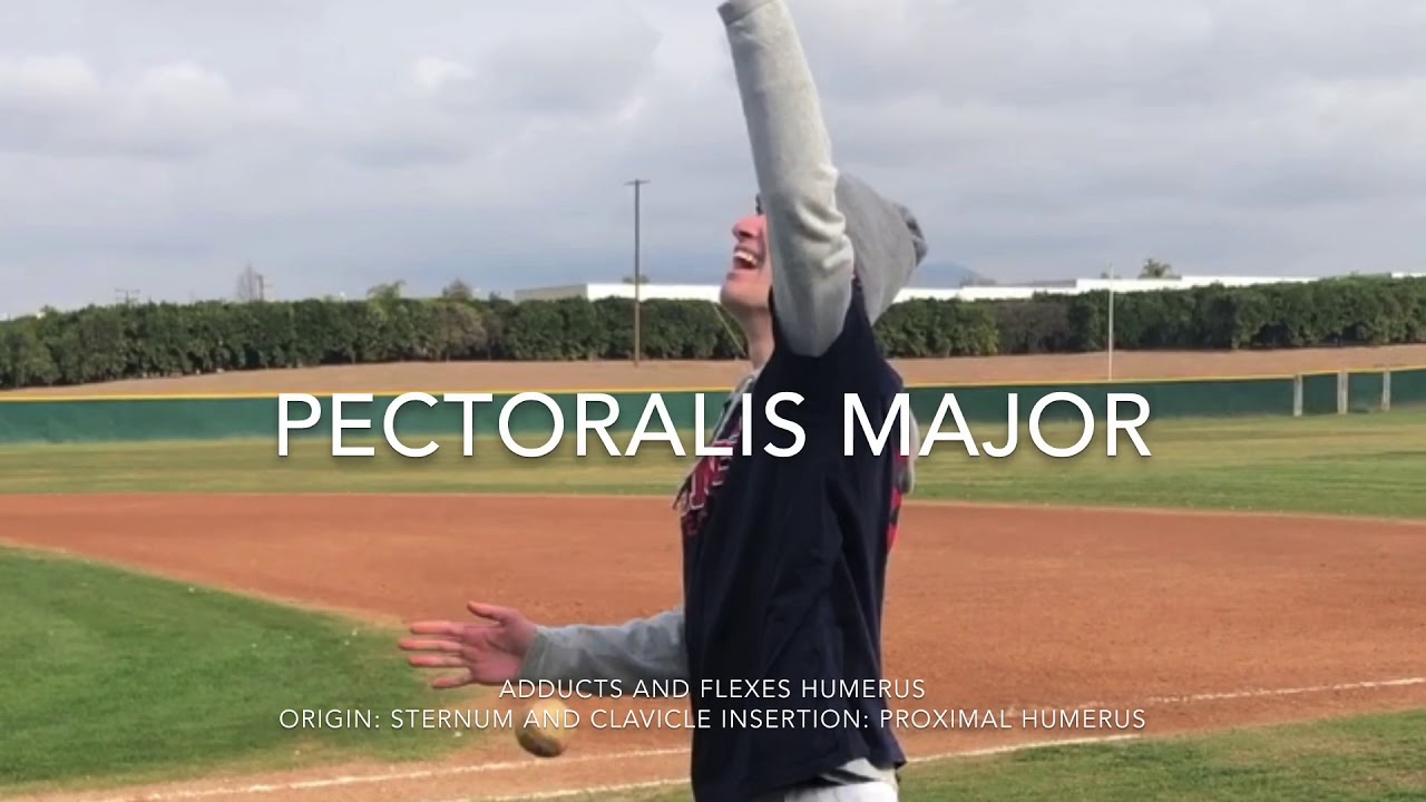 Anatomy muscles project - YouTube