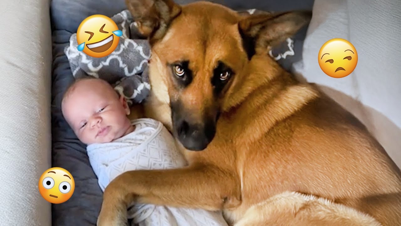Funny Dogs Compilation – Best Dog Videos 2025 🐕🤣 #113 - YouTube