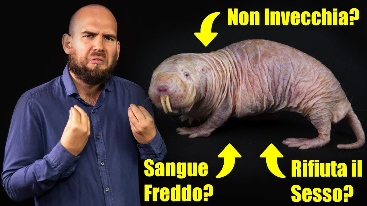 L'Eterocefalo Glabro non ha Senso! - YouTube