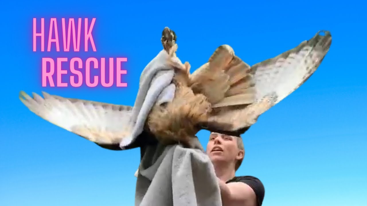 Hawk Rescue - YouTube