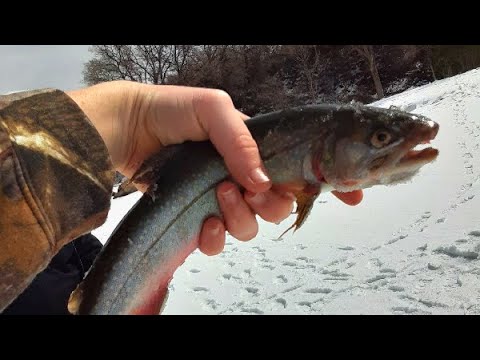 ICE FISHING for ZOMBIE BROOK TROUT - YouTube