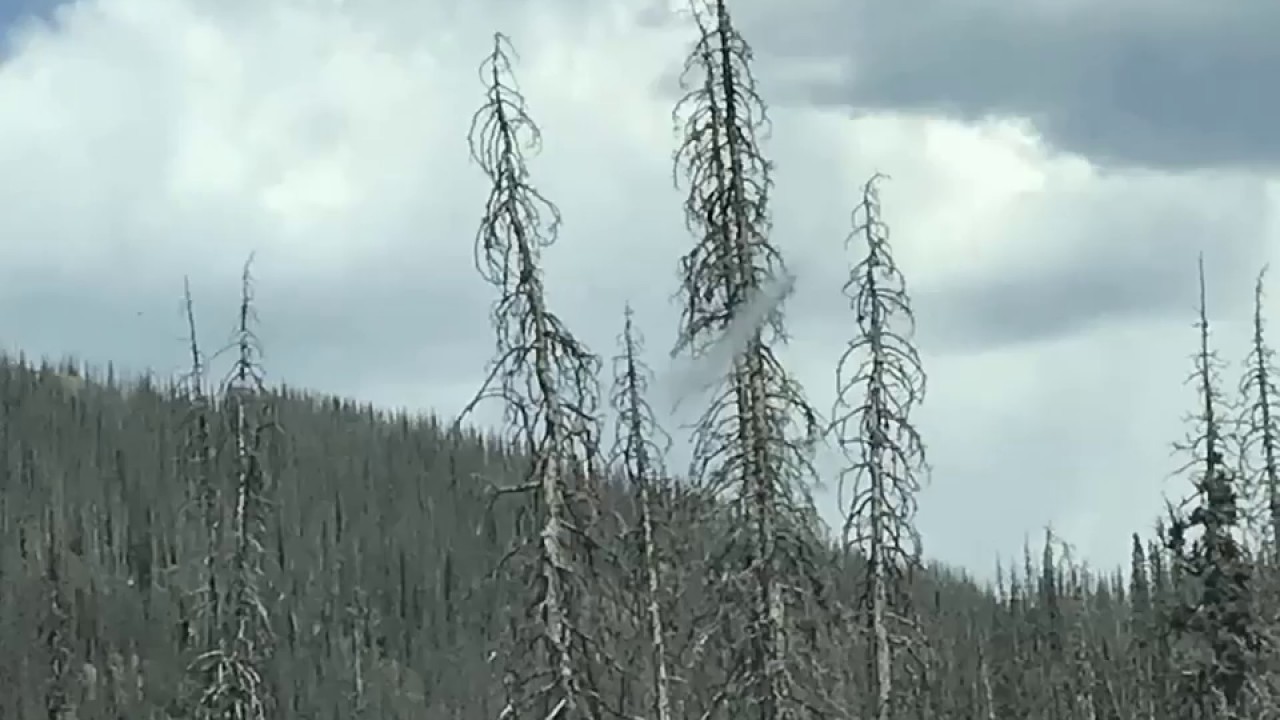 Dead trees on Wolf Creek Pass Colorado - YouTube