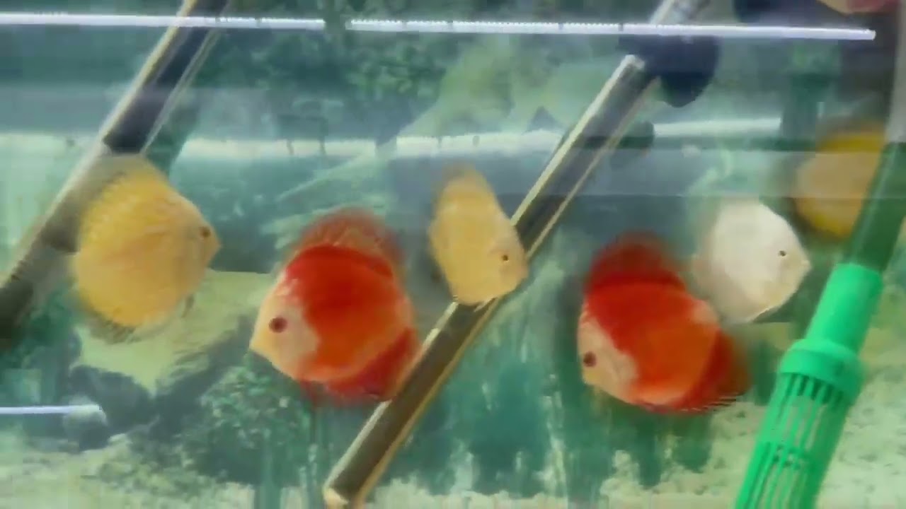 Discus Fish - Assorted Discus For Sale - Pet Zone Tropical Fish - San ...