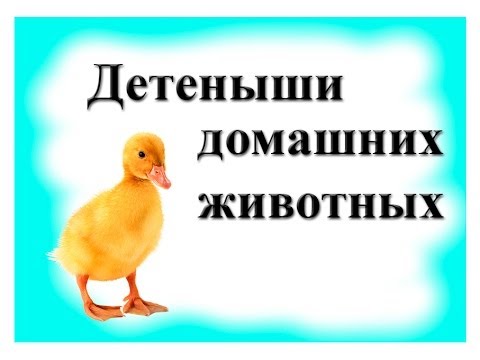 Развивающие карточки для детей - детеныши домашних животных - YouTube