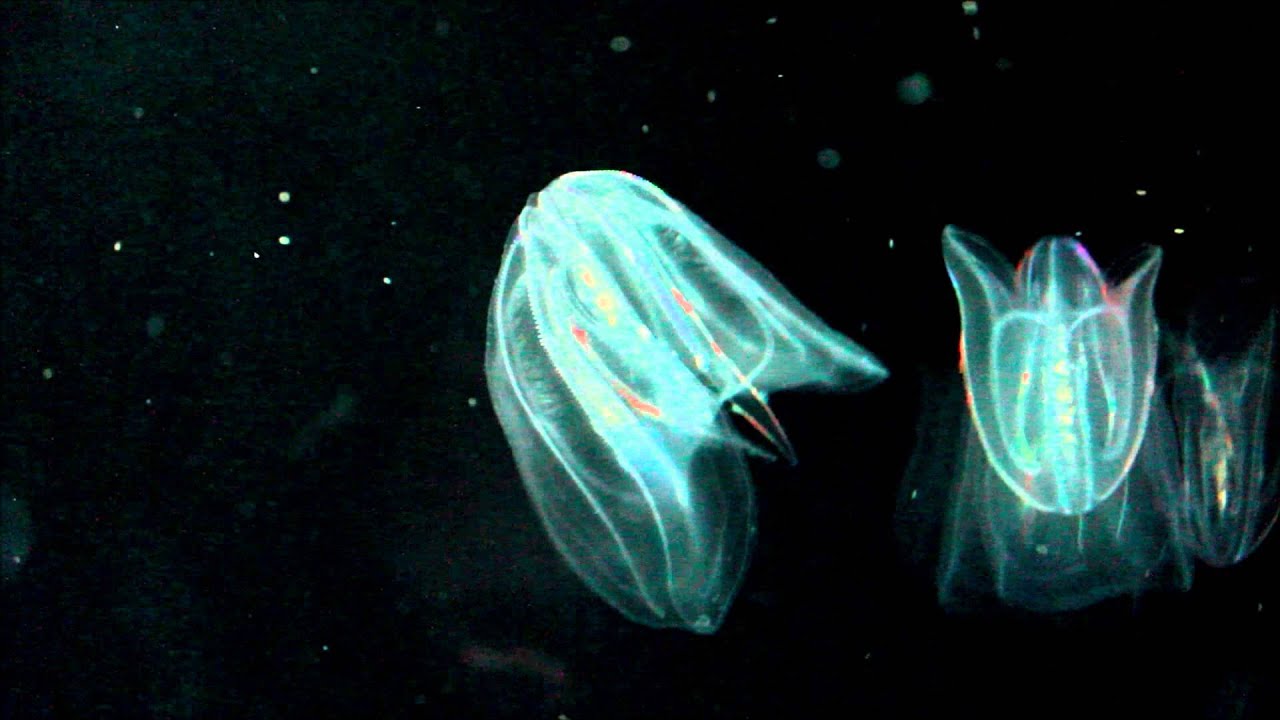 Ctenóforos (Ctenophora) - YouTube