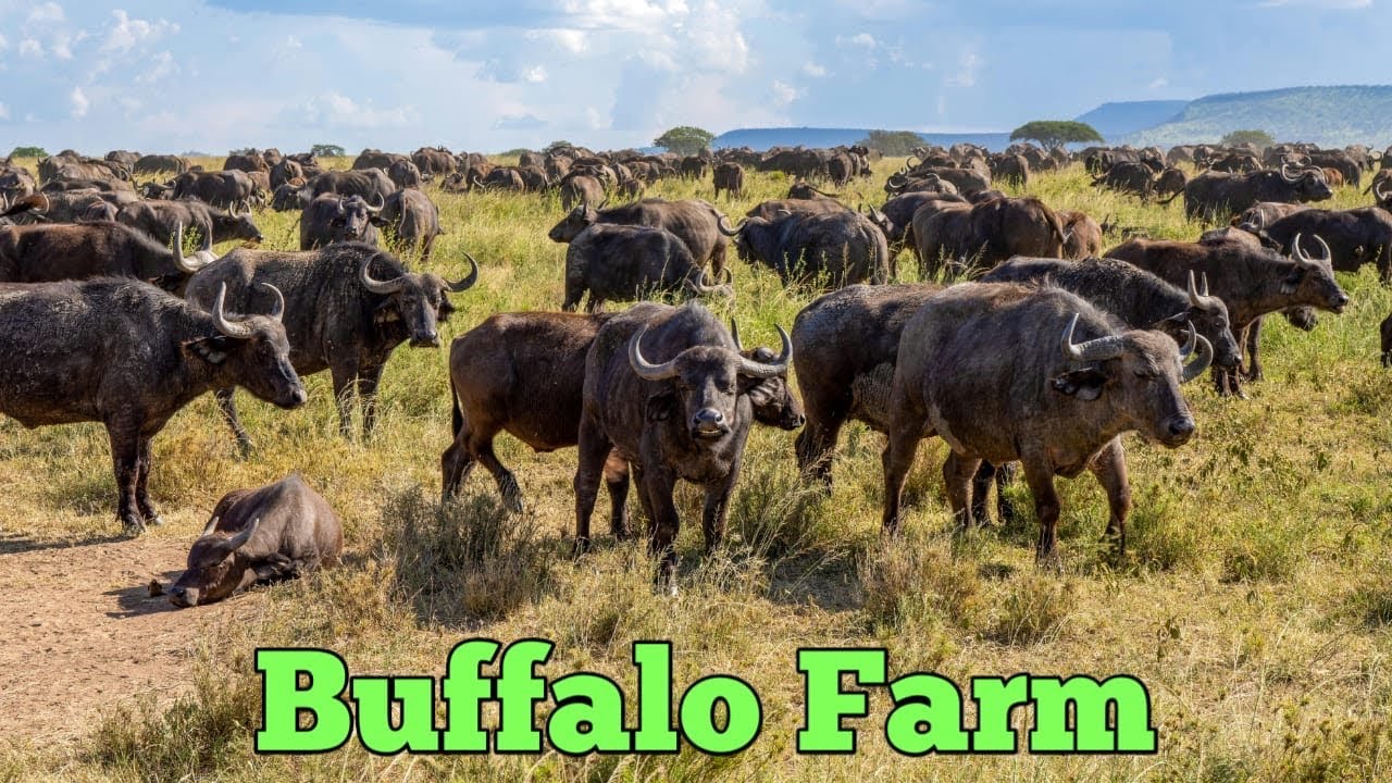 Buffalo Farm in Pakistan | Buffalo Walking on Road | Black Buffaloes ...
