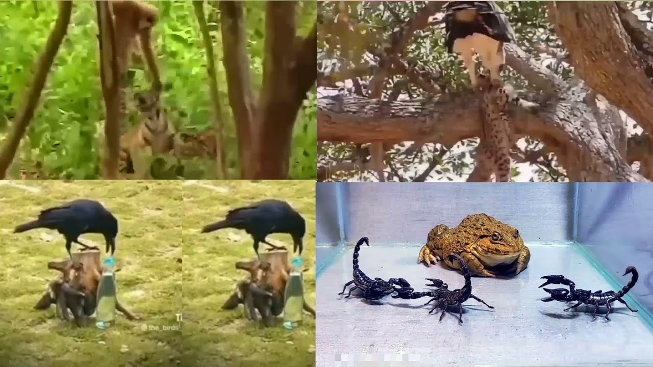 Top 4 (four) Amazing Animals Videos - YouTube