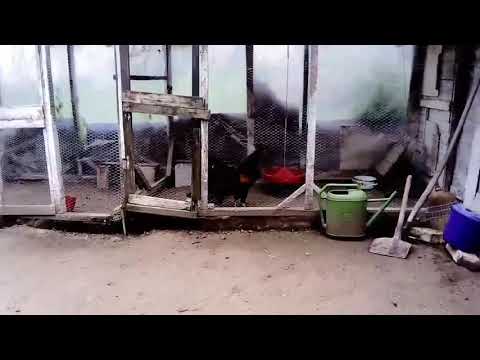 Kosovski pevaci Aca Korminjene Novo 2019. Stari Sampion - YouTube