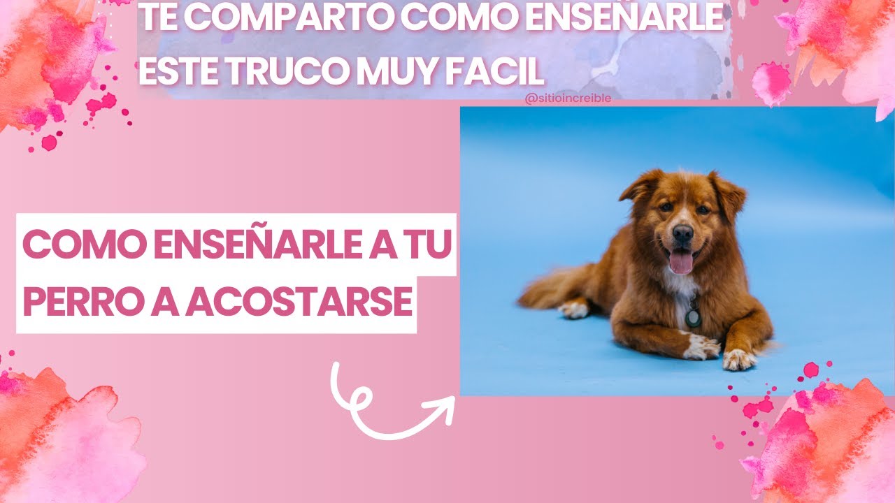 como enseñarle a tu perro a acostarse - YouTube