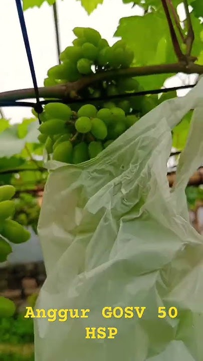 Anggur GOSV 50 HSP - YouTube