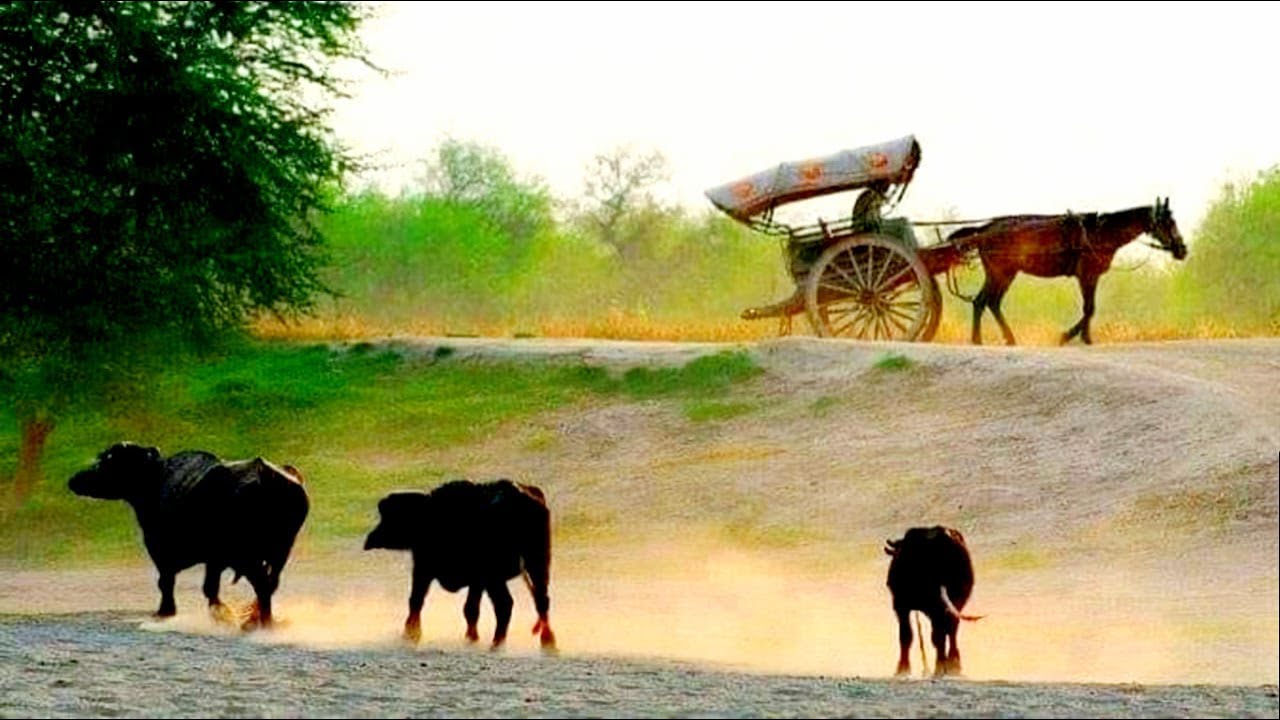 Village Life in Pakistan | Rural village life | 4k Natural beauty - YouTube