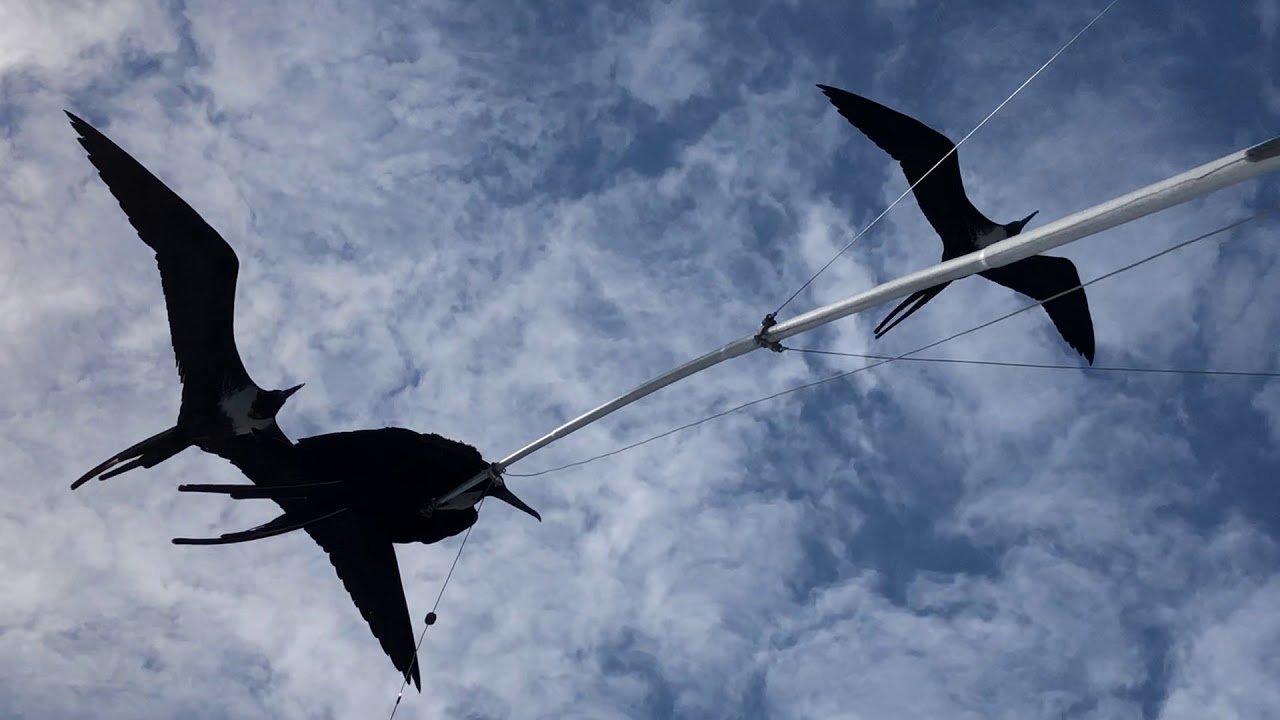 Frigate Birds Following our ship to Bartolome Island - YouTube