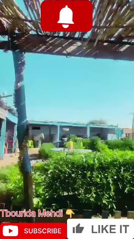 ماشاء الله طبيعة ربيعة 🐎 #خيل #المزرعه #tbourida #love #اكسبلور - YouTube