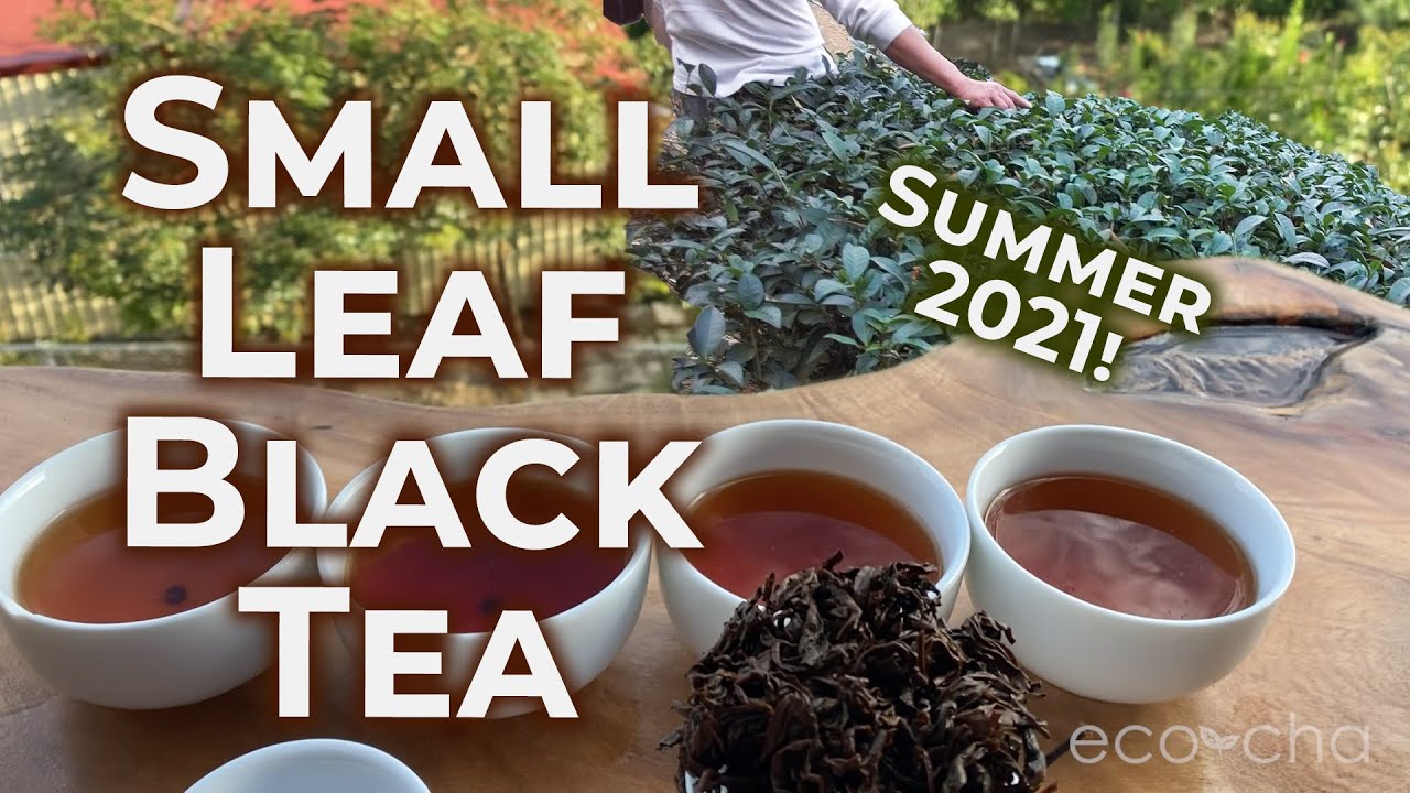 Taiwan Small Leaf Black Tea Farm Visit and Tasting (Summer 2021) | Eco ...
