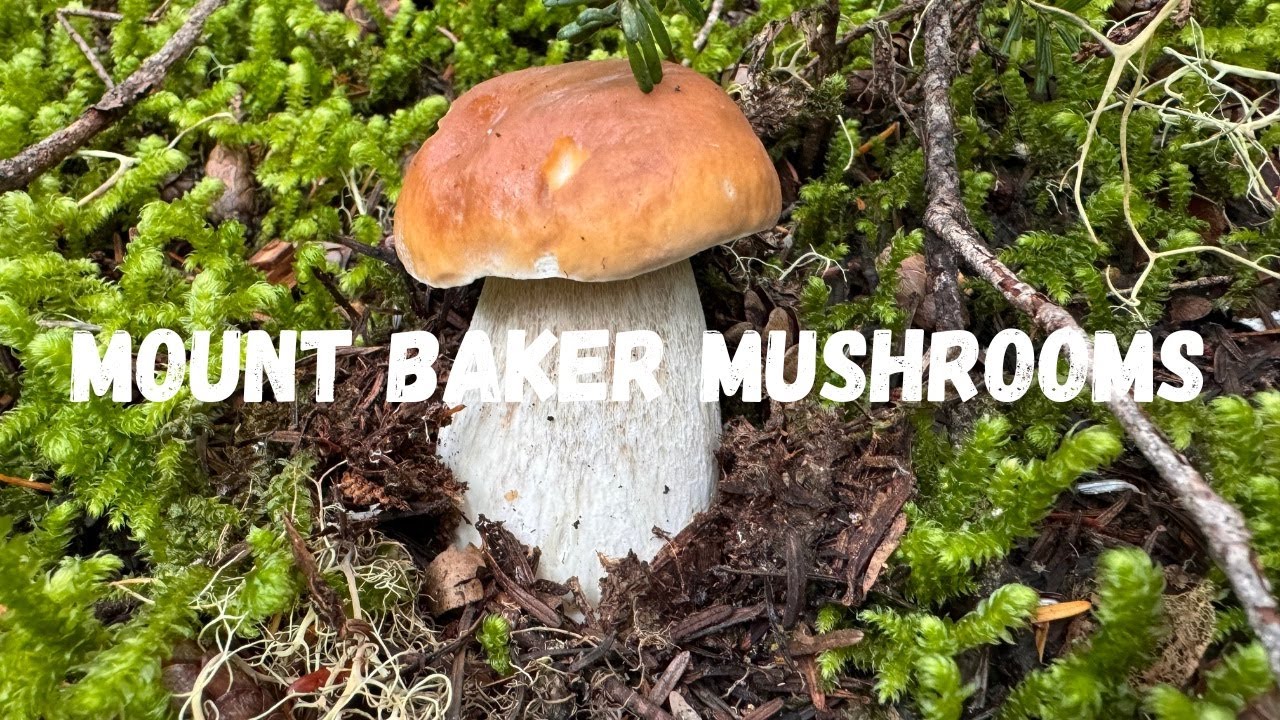 Mushroom Hunting Beautiful King Boletes at Mt. Baker WA - YouTube