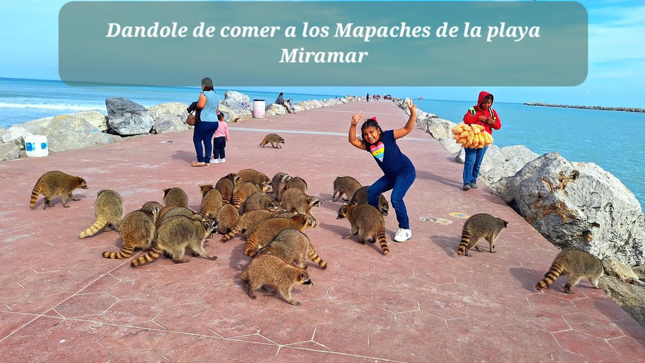 Dándole de comer a los animales de las playa miramar #playamiramar # ...