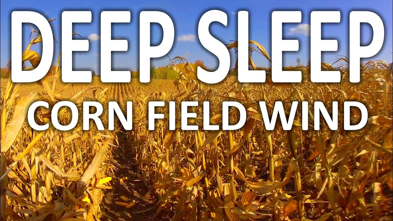 DEEP SLEEP with BLACK SCREEN | Corn Field Wind | 10 Hours - YouTube