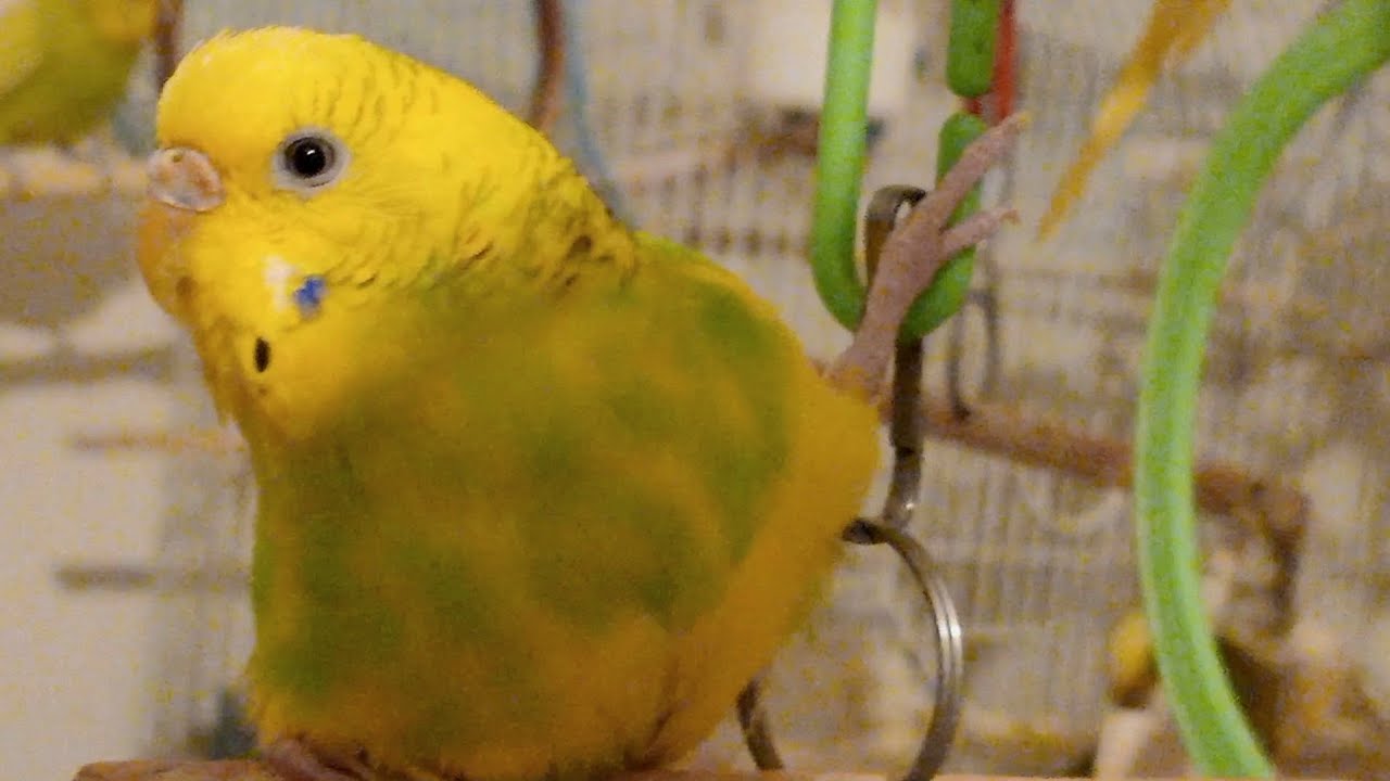 Our Disabled Female Budgie - YouTube