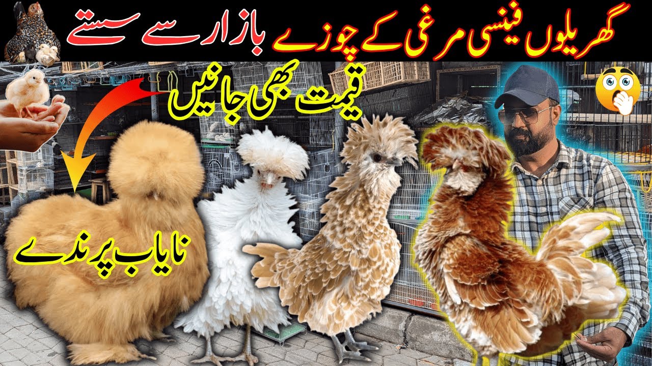 Top Quality Birds Chicks Show Class | Silkies | Frizzle Polish | Mili ...