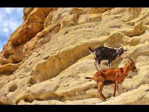 Goats Return to Climb Rock - YouTube