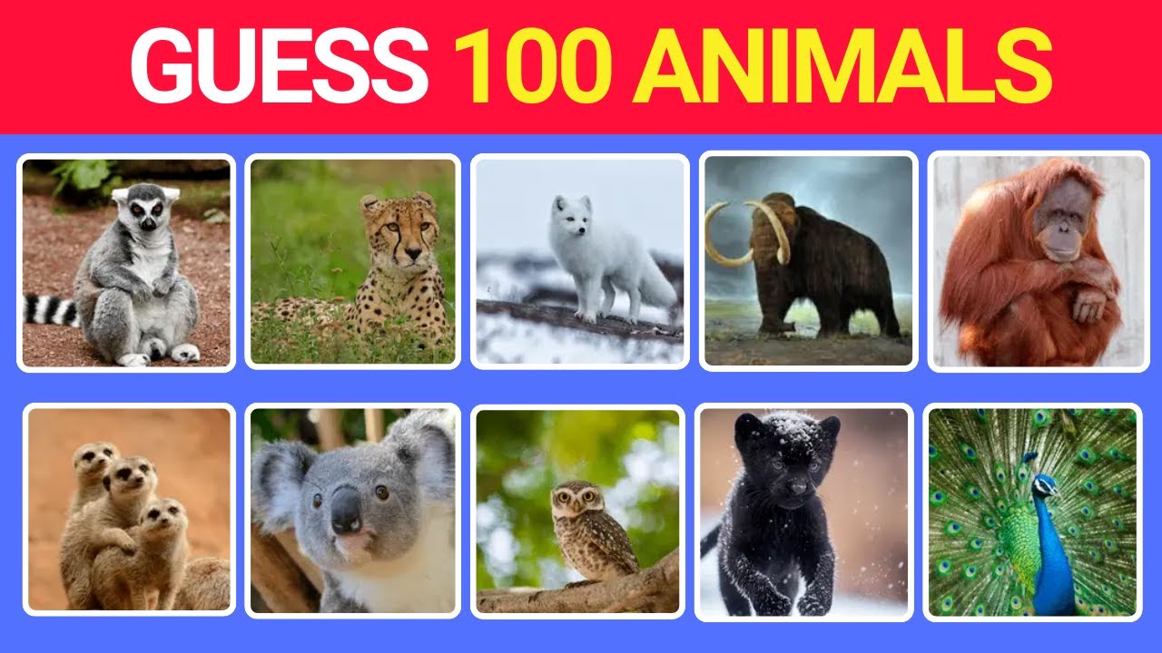 Guess 100 Animals in 3 Seconds | Easy, Medium, Hard, Impossible - YouTube