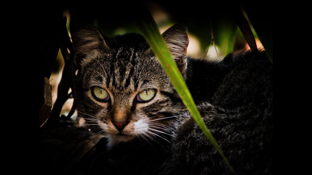 The story of Nala: A Uganda Cat - YouTube